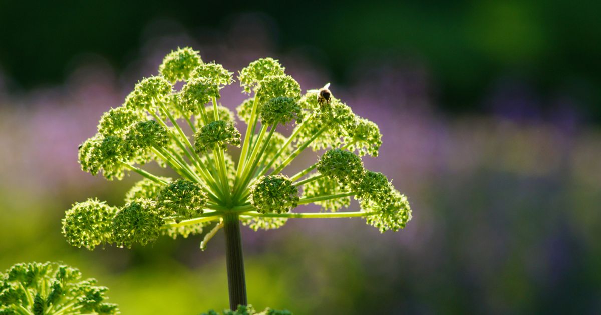 The Many Therapeutic Benefits of Angelica - Facty Health