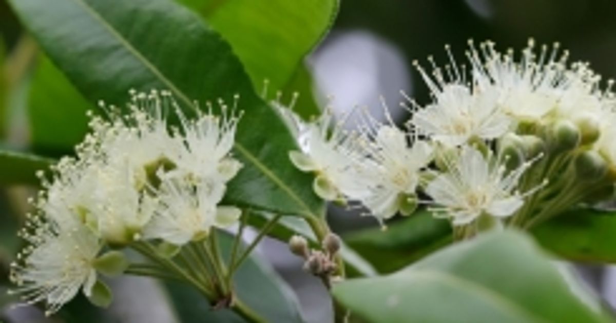 The Marvelous Benefits of Myrtle - Facty Health