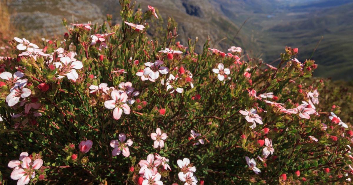 The Health Benefits of Buchu - Facty Health