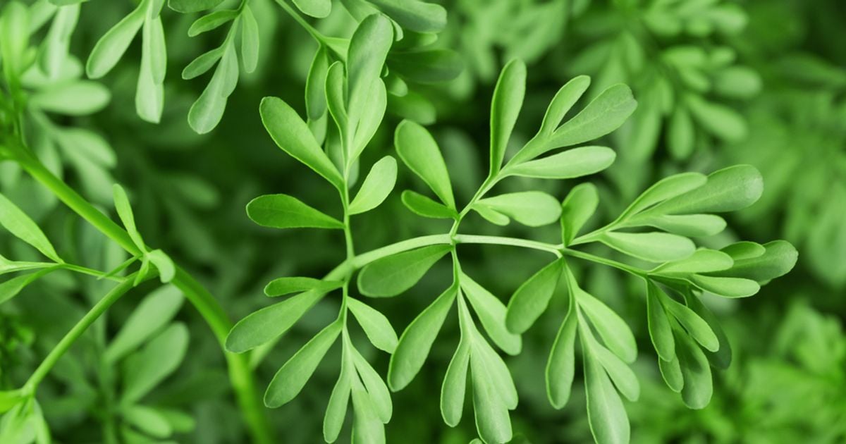 Rue: An Ancient Herb with Health Benefits - Facty Health