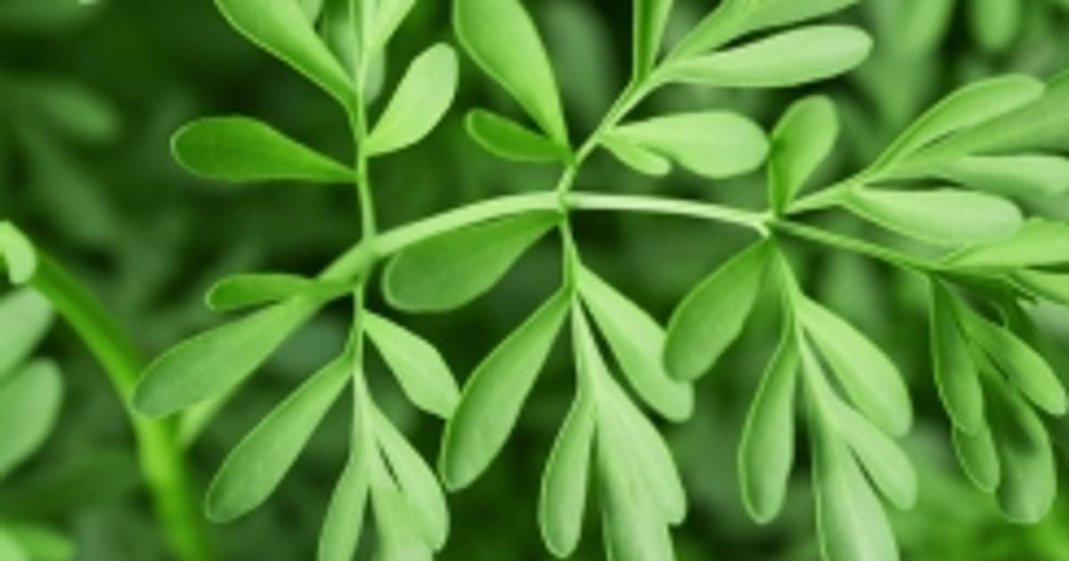 Rue: An Ancient Herb with Health Benefits - Facty Health