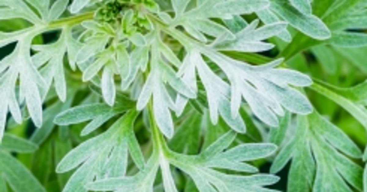 Research Into the Benefits of Wormwood - Facty Health