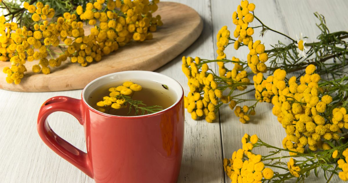 Tansy: Ancient Myth or Modern Medicine? - Facty Health