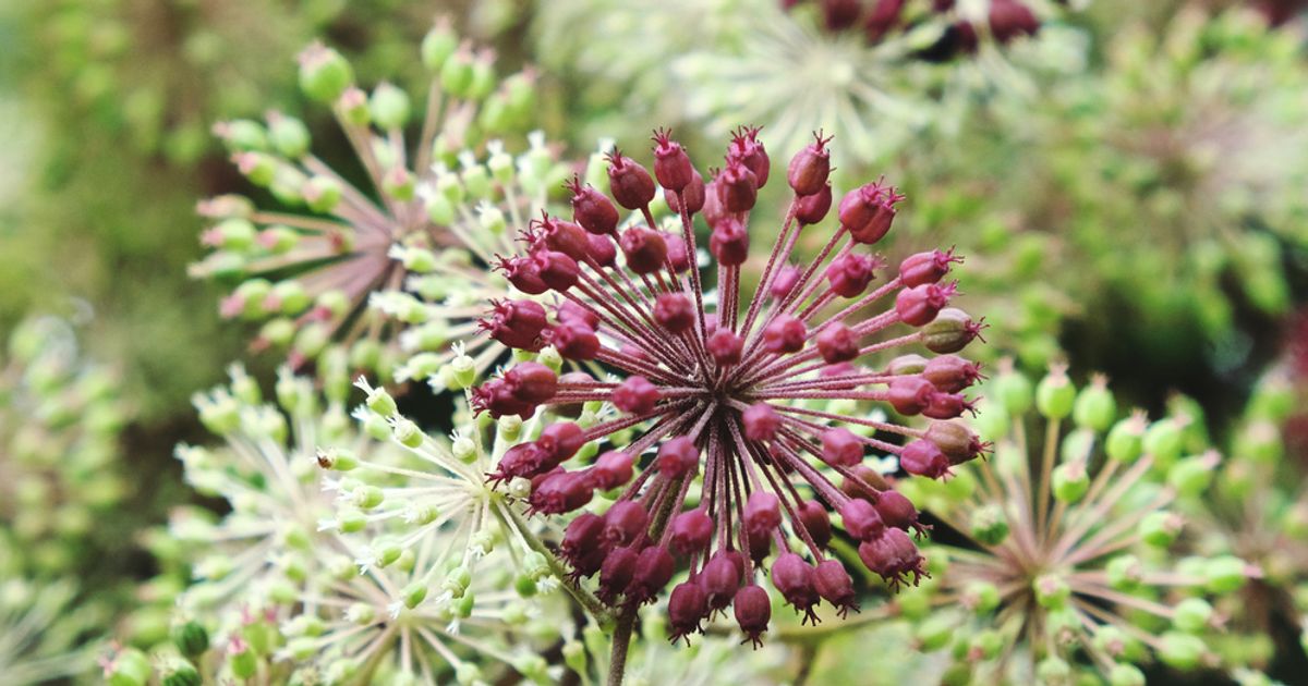 Benefits of Using Aralia - Facty Health