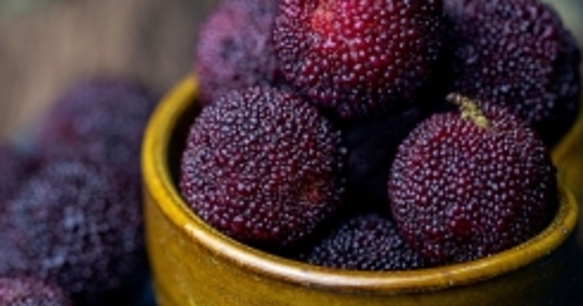 Healing Properties of Bayberry - Facty Health