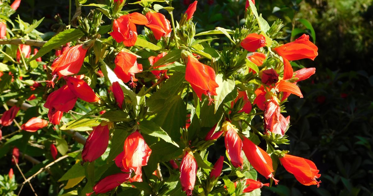 The Many Potential Benefits of Wax Mallow - Facty Health