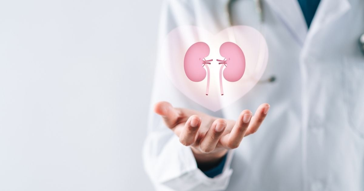 What Is Nephrology? - Facty Health