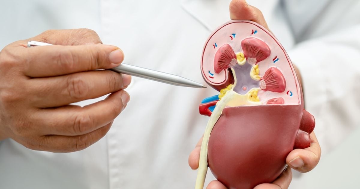 What Causes Kidney Damage? - Facty Health
