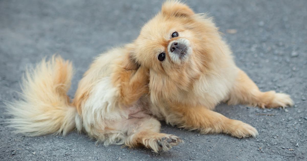 Stop the Flea Invasion With These 15 Steps - Facty