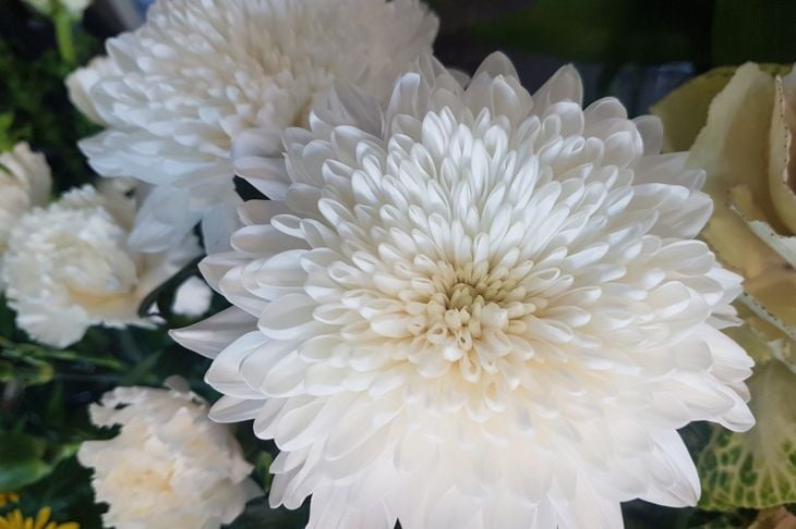 Stop the Flea Invasion With These 15 Steps - Facty