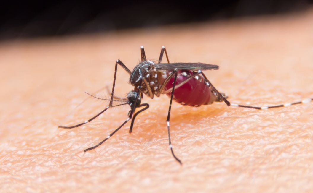 10 Symptoms of Malaria - Facty Health