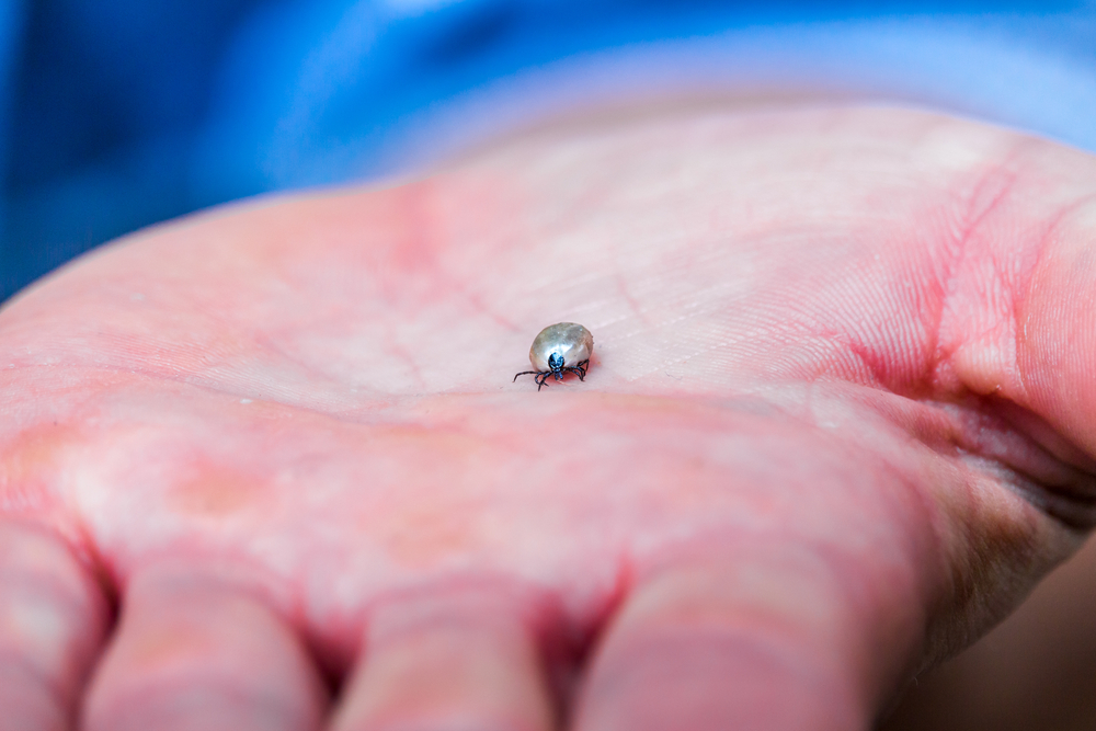 Recognizing and Treating Tick Bite Symptoms - Facty Health