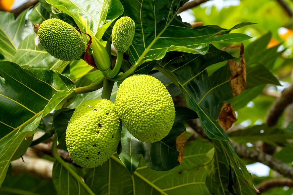Proven Health Benefits of Breadfruit - Facty Health