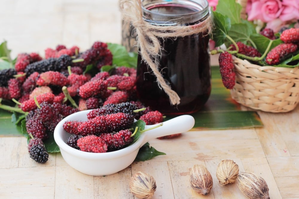 Amazing Health Benefits of Mulberry - Facty Health