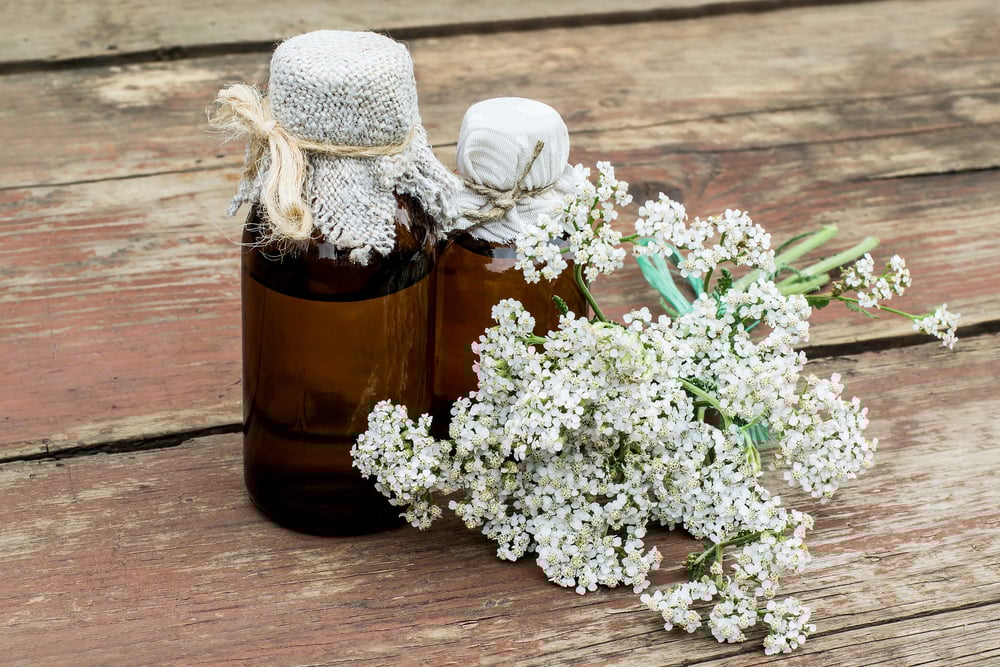 10 Surprising Health Benefits of Yarrow - Facty Health