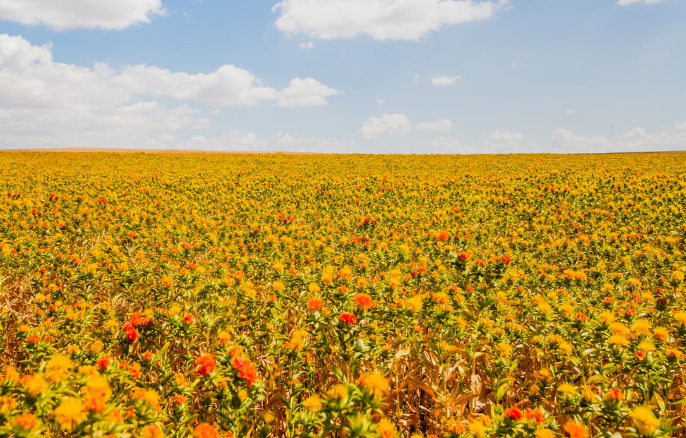 A Harvest Of Better Health: 10 Healthy Benefits of Safflower Oil ...