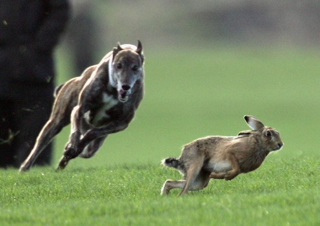 What Are The Fastest Animals In The World? - Facty