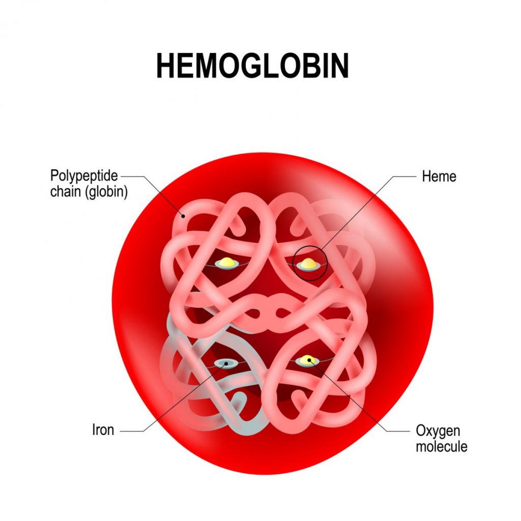 What Is Hemoglobin Facty Health What Is Hemoglobin Facty Health