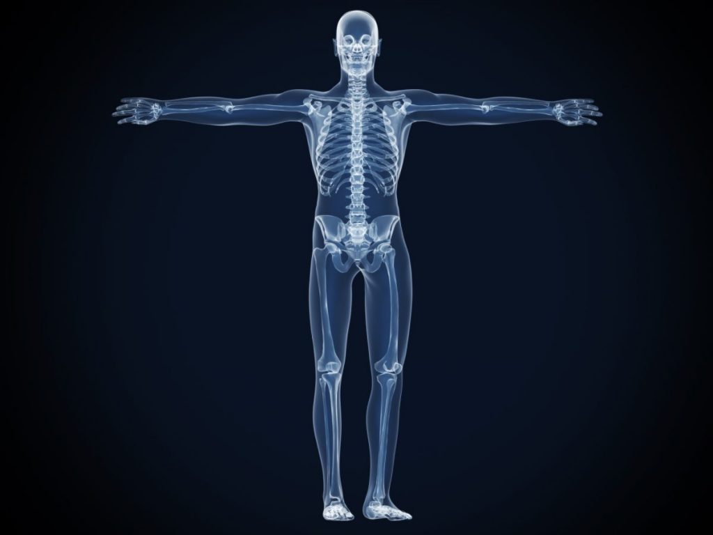 What Is The Skeletal System Facty Health what-is-the-skeletal-system-facty-health