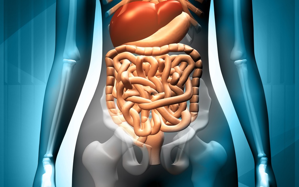 What Does the Excretory System Do? - Facty Health