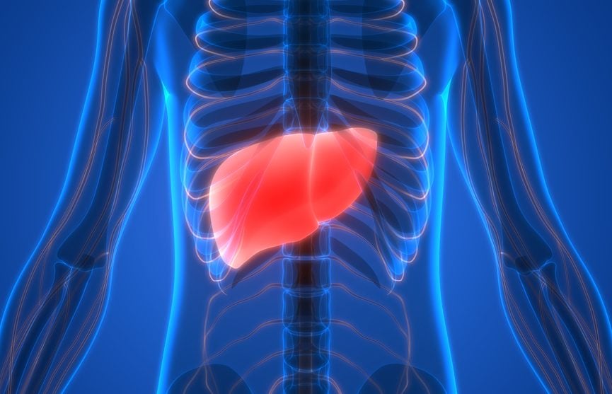 10 Essential Liver Functions You Need to Know - Facty Health