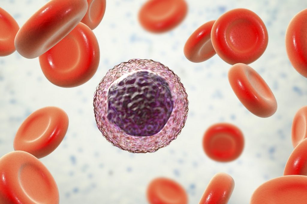 The Essential Functions Of Bone Marrow Facty Health