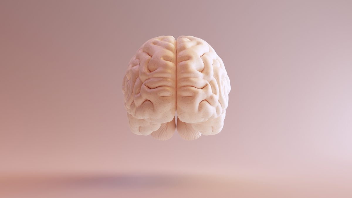 What is the Cerebrum? - Facty Health