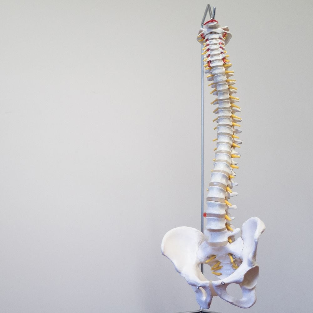 How the Spinal Column Supports the Body - Facty Health