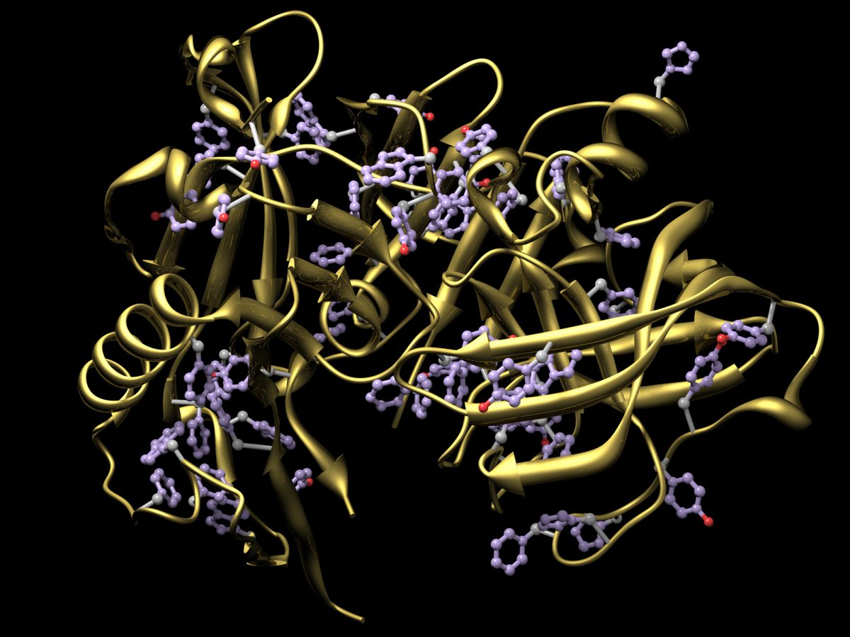 Functions Of Protein In The Human Body Facty Health