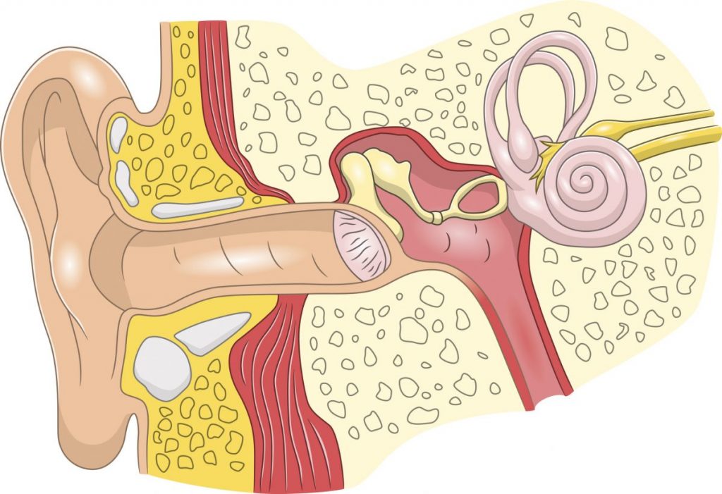The Bones Of The Ear Facty Health The Bones Of The Ear Facty Health