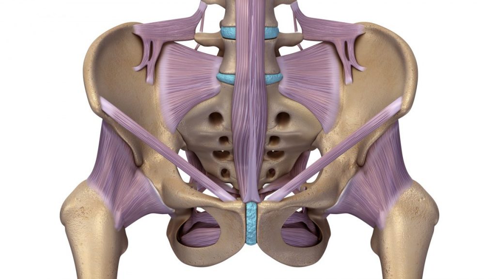 What Is The Tailbone Or Coccyx Facty Health What Is The Tailbone Or Coccyx Facty Health