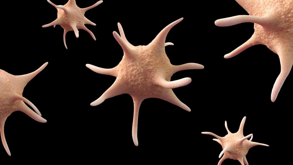 The Types of Apheresis - Facty Health