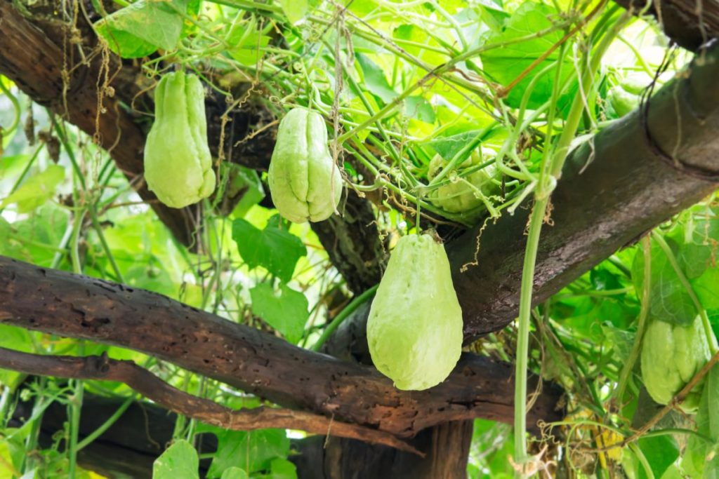 Health Benefits of Chayote Squash - Facty Health