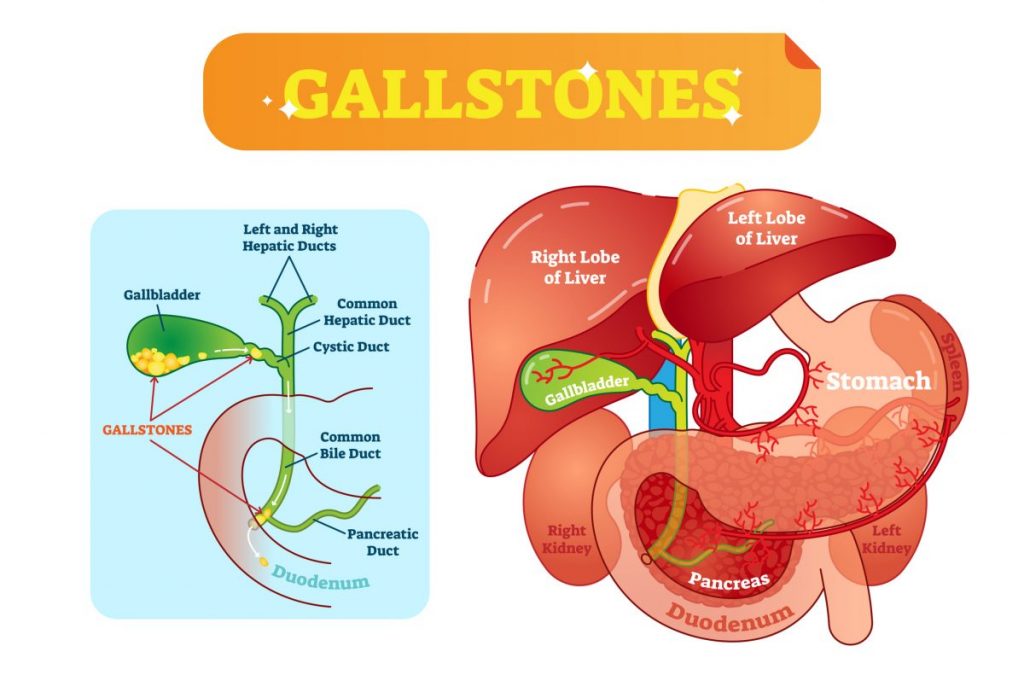 What Is Bile Facty Health What Is Bile Facty Health