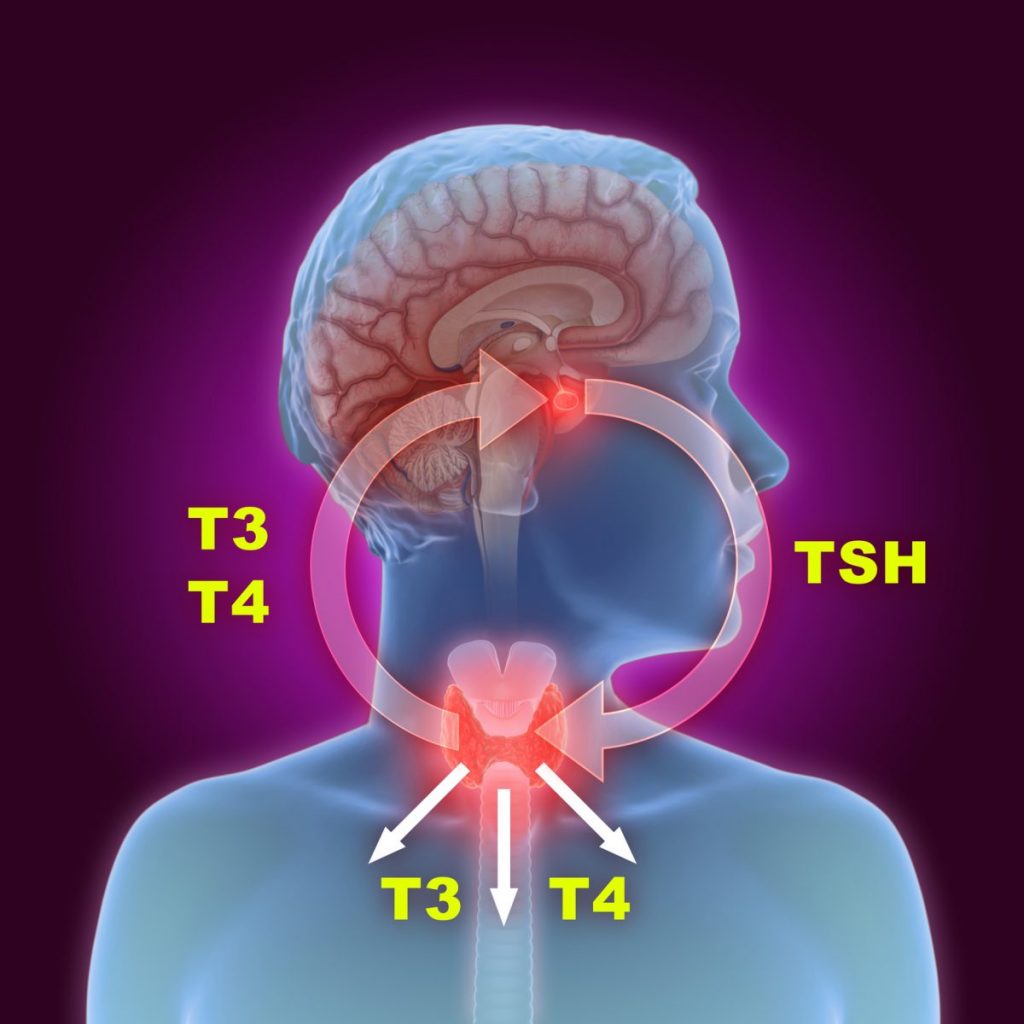 What Is TSH Facty Health