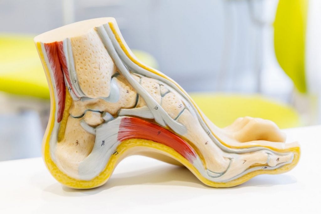 all-about-the-ankle-facty-health