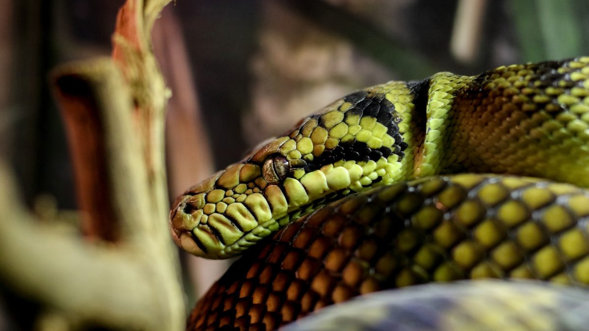 Get to Know the Longest Snakes in the World - Facty