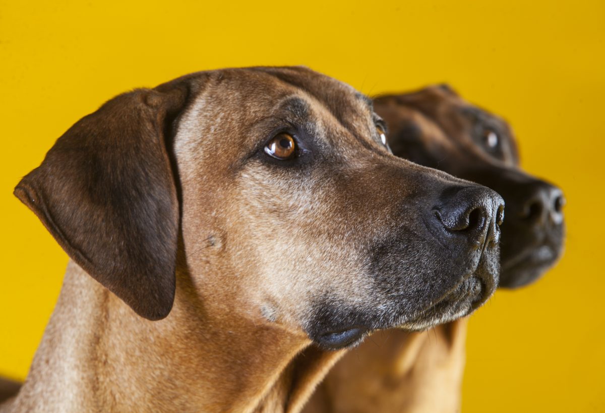Rhodesian Ridgeback: A Perfect Choice for a Canine Companion - Facty