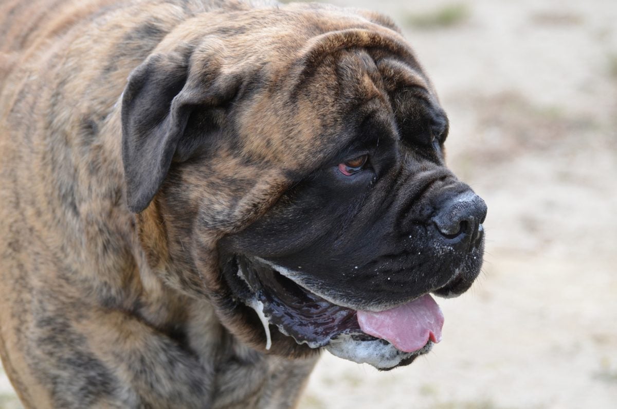 Do Bullmastiffs Drool A Lot