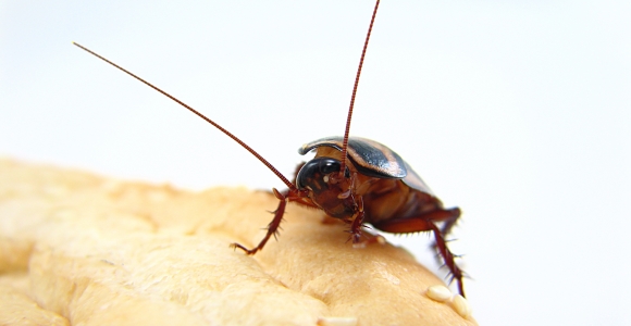 How to Get Rid of Roaches for Good - Facty