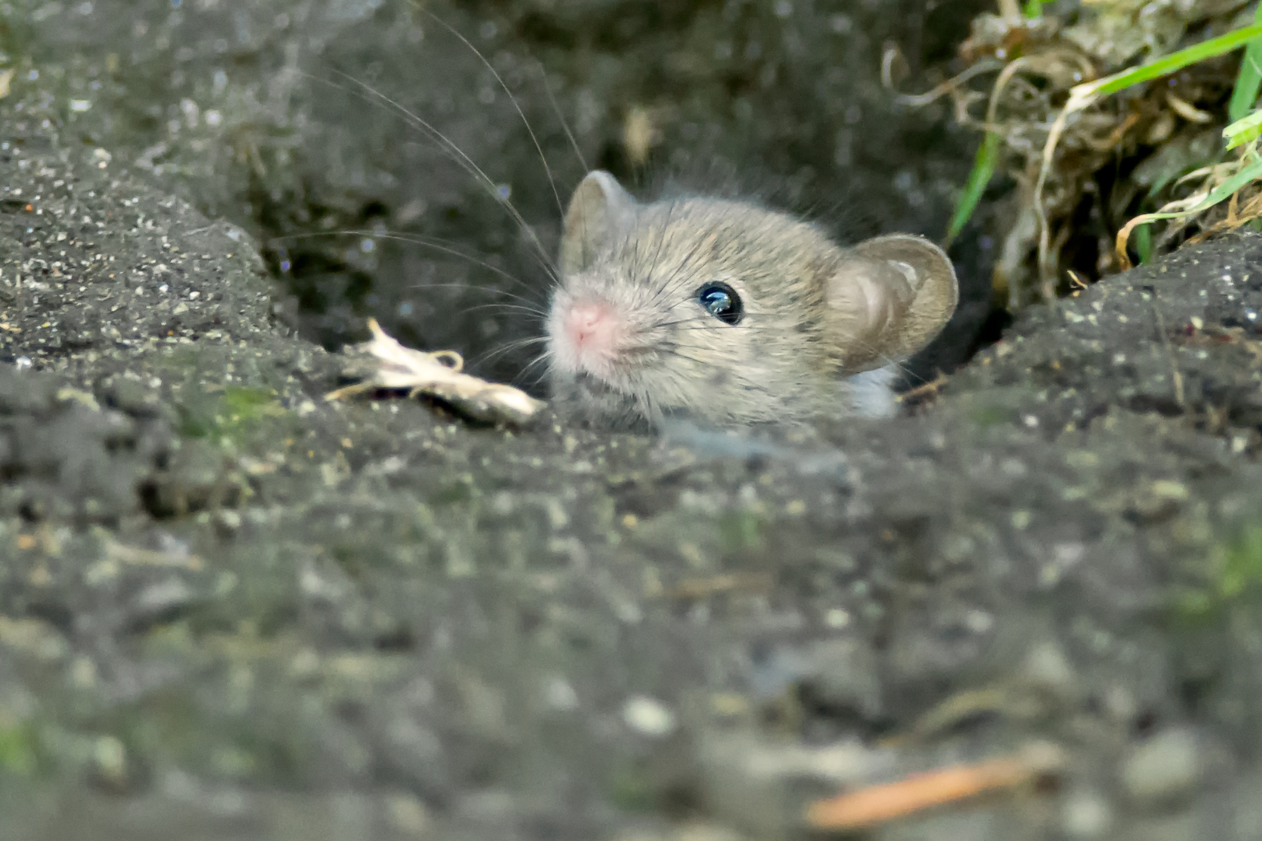 How to Deal With a Mouse Infestation - Facty