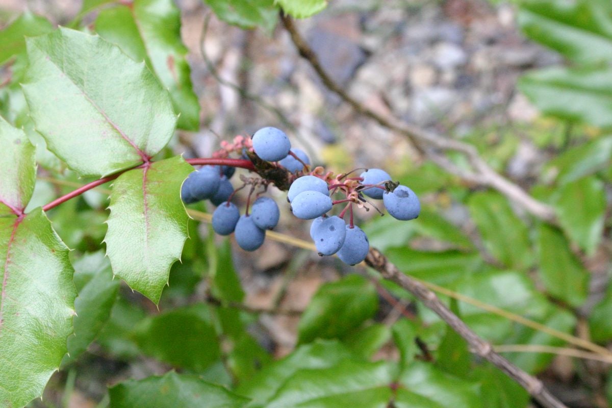 Potential Benefits and Side Effects of Berberine - Facty Health