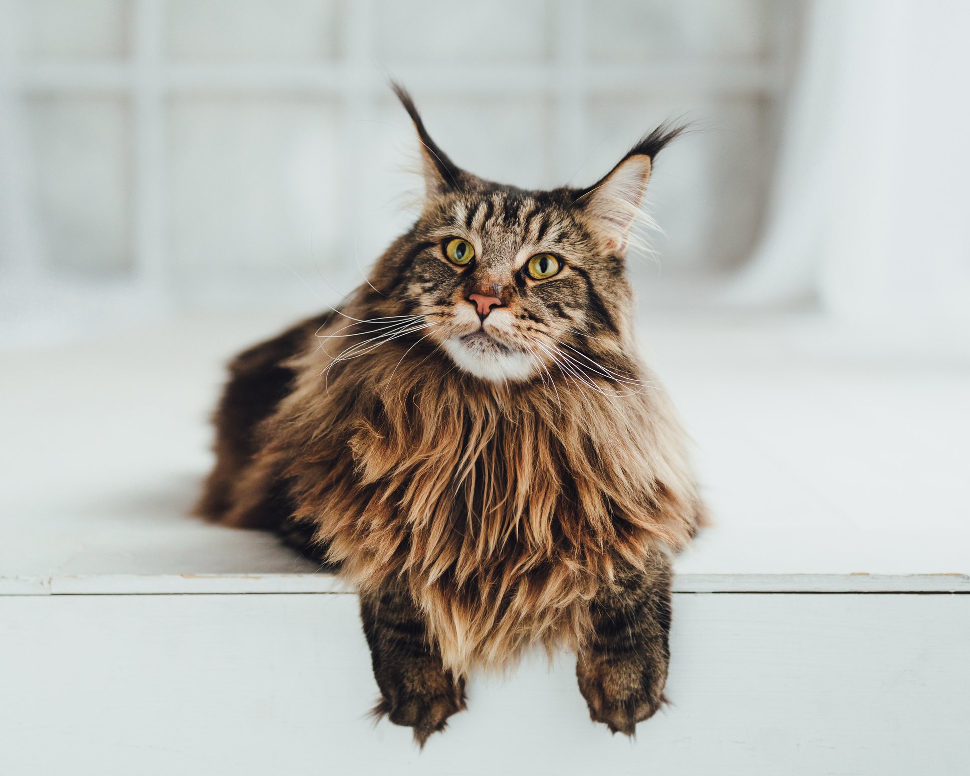 A Guide To Maine Coon Cats Facty