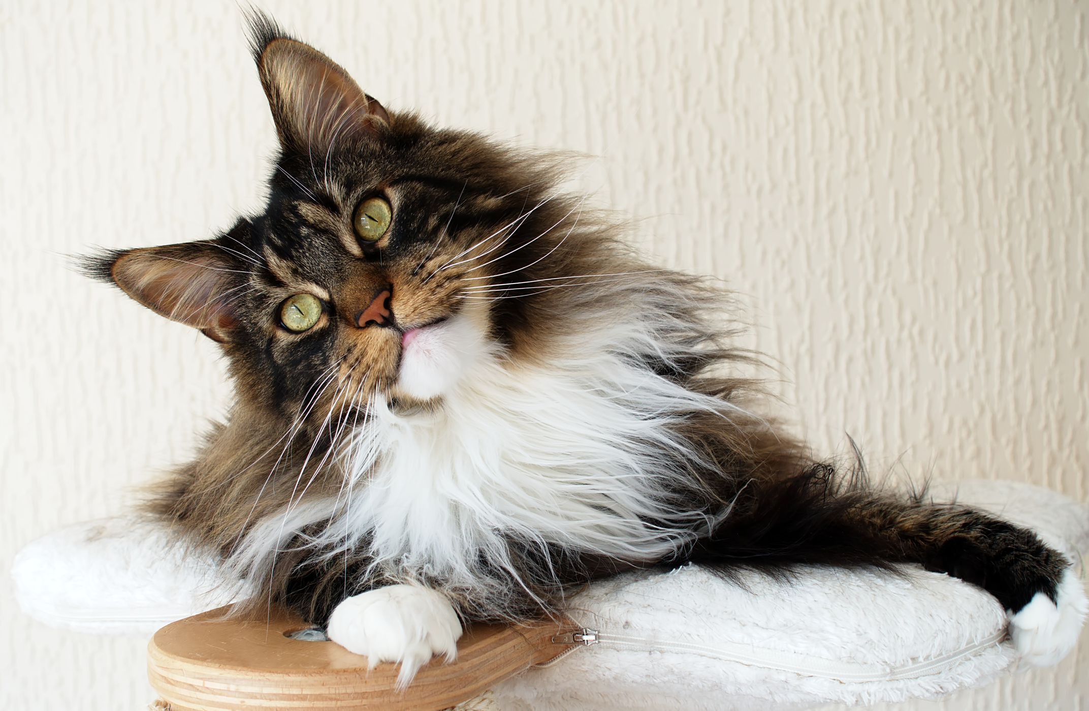 Maine Coon Cat Breed Facts Sukhothaimb Maine Coon Cat Breed Facts Sukhothaimb