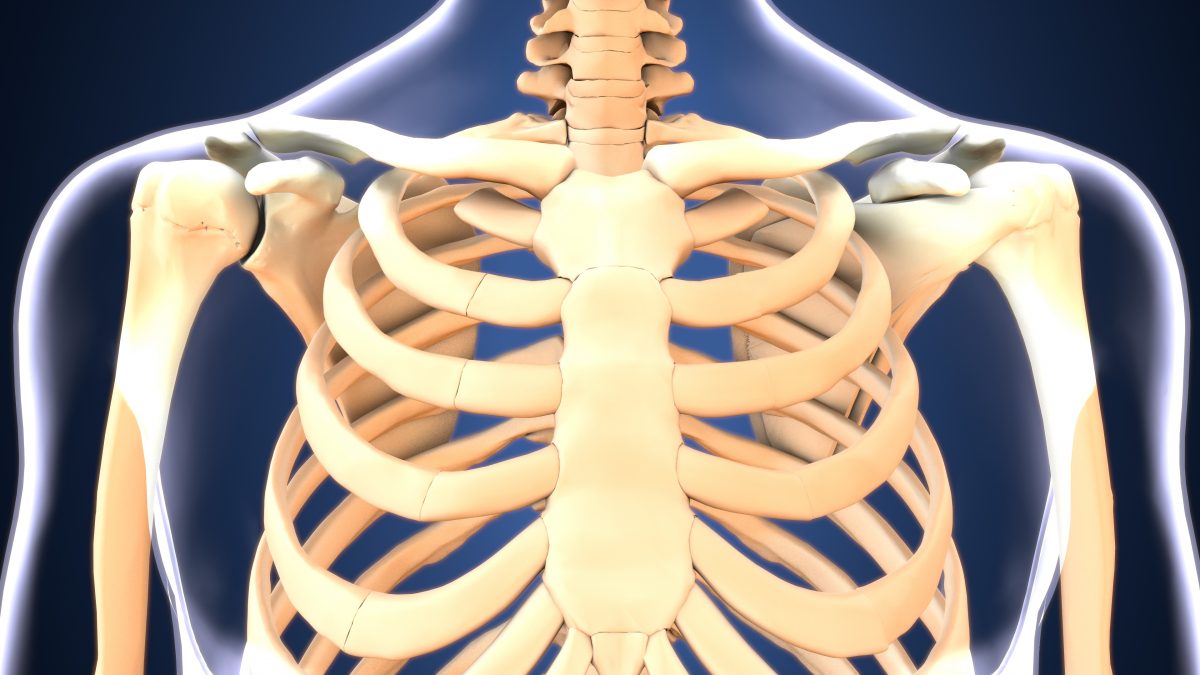 Anatomy Of The Sternum Facty Health
