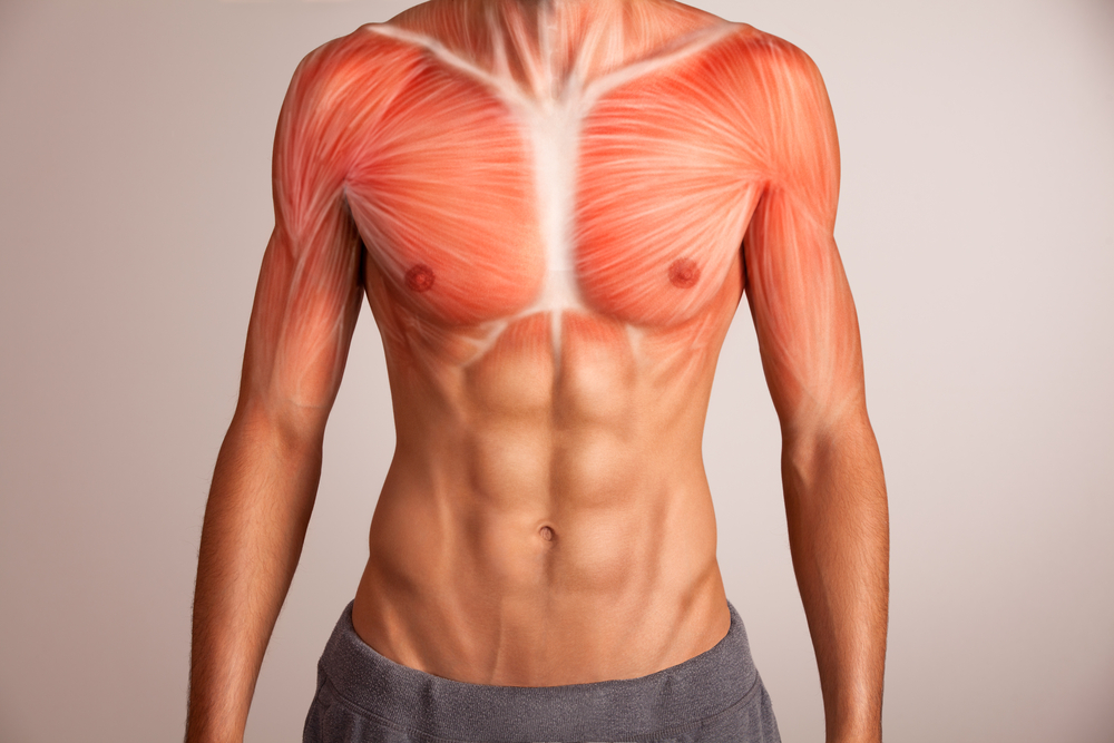 Anatomy Of The Sternum Facty Health Anatomy Of The Sternum Facty Health