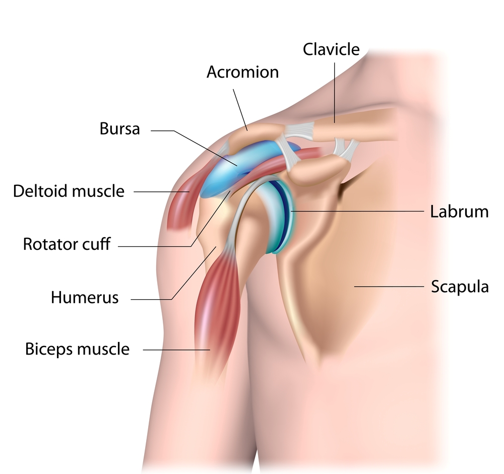 Labrum Tears Of The Shoulder And Hip Facty Health